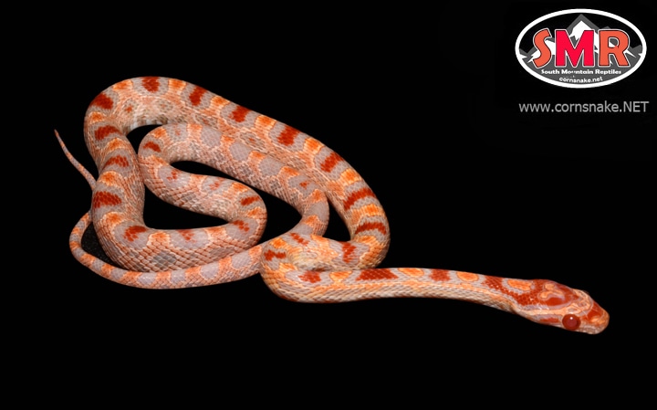 15" ♂ Reverse Okeetee Corn Snake by South Mountain Reptiles - MorphMarket