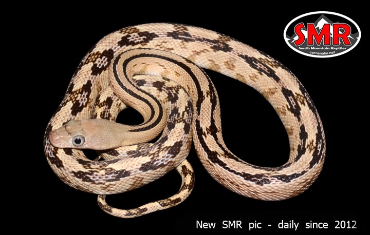 23" ♂ Trans-Pecos Rat Snake by South Mountain Reptiles - MorphMarket