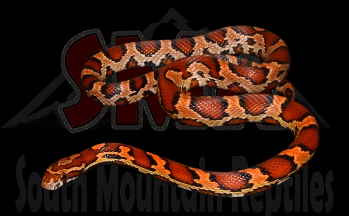 20" ♂ Extreme Okeetee Corn Snake by South Mountain Reptiles - MorphMarket