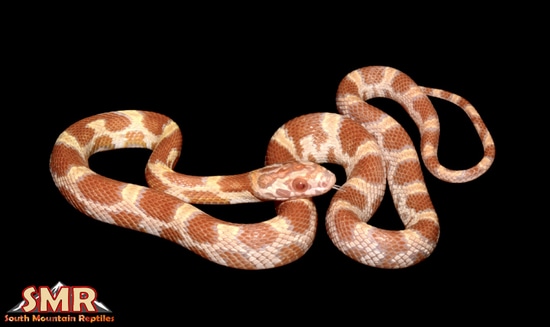 12" ♀ Saffron Corn Snake by South Mountain Reptiles