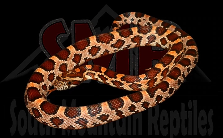 16" ♂ Extreme Okeetee Corn Snake by South Mountain Reptiles - MorphMarket