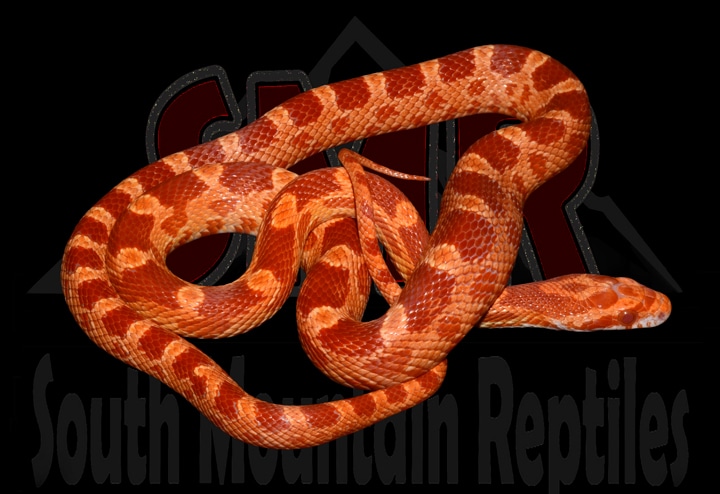18" ♂ Red Factor Amel Corn Snake by South Mountain Reptiles - MorphMarket