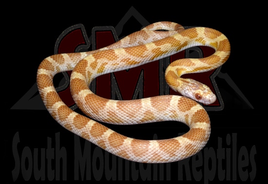 20" ♀ Saffron Corn Snake by South Mountain Reptiles