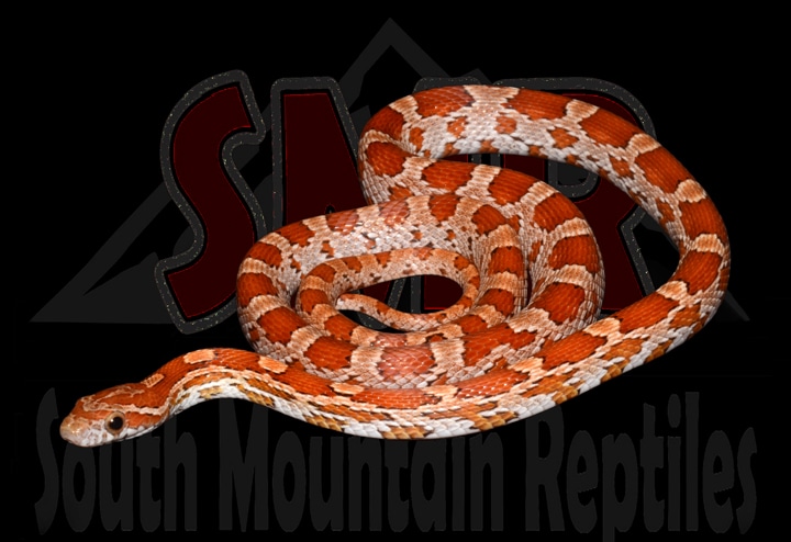 20" ♂ Common Corn Snake by South Mountain Reptiles - MorphMarket