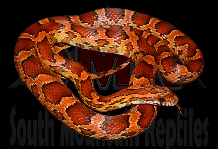 25" ♀ Red Okeetee Corn Snake by South Mountain Reptiles - MorphMarket