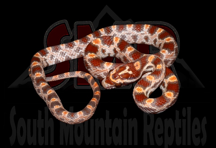 12" ♂ Ultramel Corn Snake by South Mountain Reptiles - MorphMarket