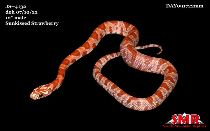 12" ♂ Sunkissed Strawberry Corn Snake by South Mountain Reptiles ...