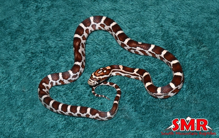 12" ♀ Weirdo Cornsnake Ball Python by South Mountain Reptiles - MorphMarket
