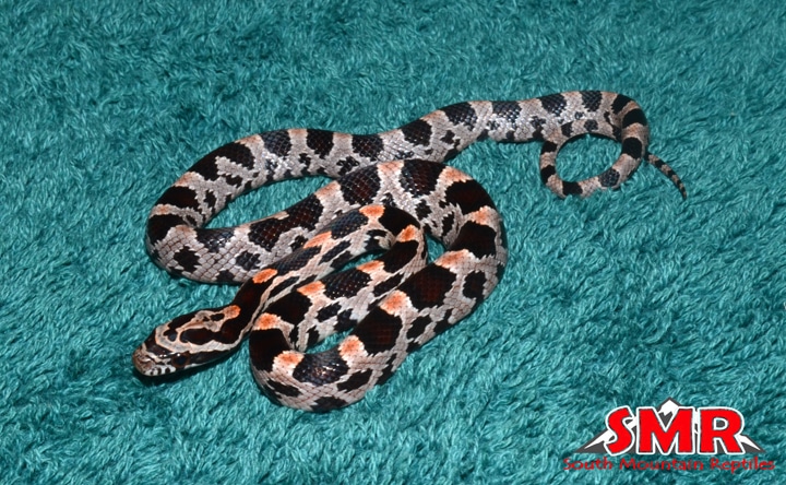 12" ♂ Extreme Okeetee Corn Snake by South Mountain Reptiles - MorphMarket