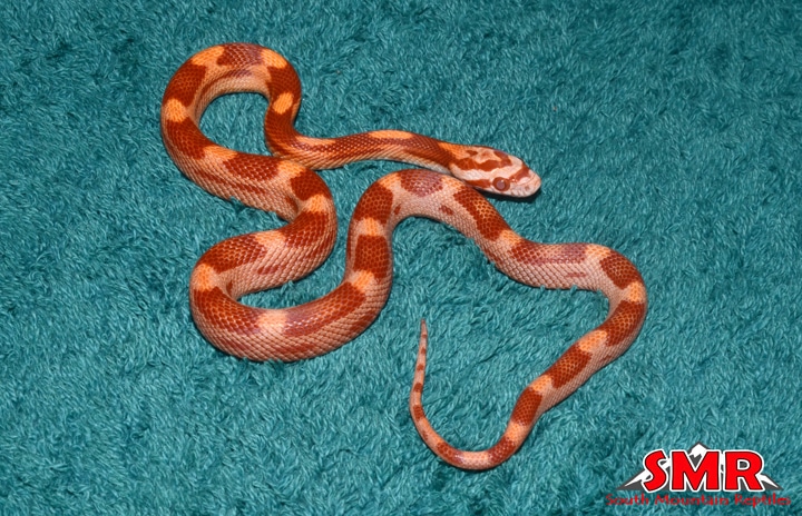 13" ♀ Sunglow Motley Corn Snake by South Mountain Reptiles - MorphMarket