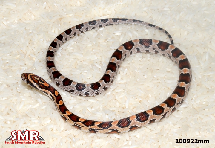 13" ♀ Buckskin Extreme Okeetee Corn Snake by South Mountain Reptiles ...
