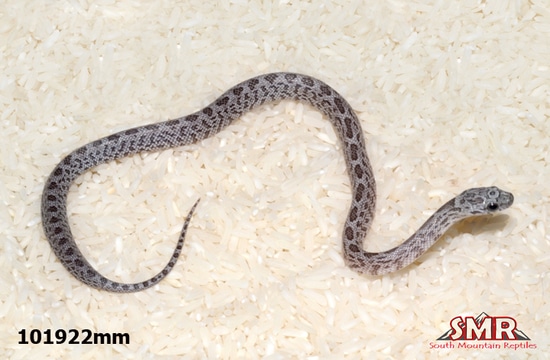 11" ♂ Shatter Corn Snake by South Mountain Reptiles