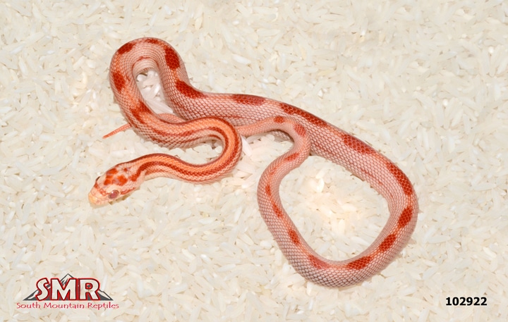 13" ♂ Striped Red Factor Amel Corn Snake by South Mountain Reptiles ...