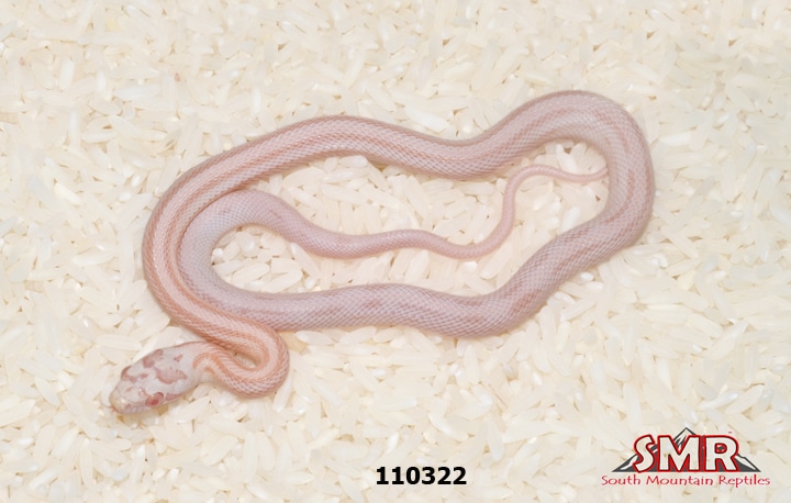 12" ♂ Striped Coral Snow Corn Snake by South Mountain Reptiles ...