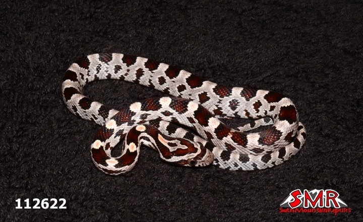 12" ♂ Miami Okeetee Corn Snake by South Mountain Reptiles - MorphMarket