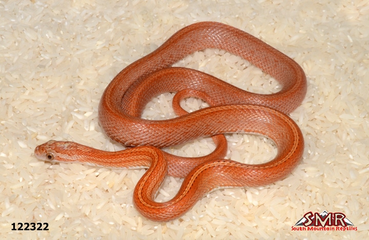 26" ♀ Terrazzo Corn Snake by South Mountain Reptiles - MorphMarket