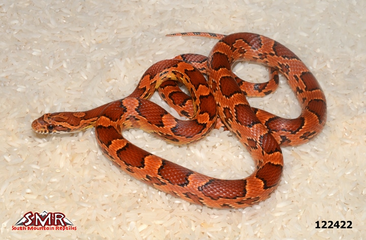 27" ♂ Red Okeetee Corn Snake by South Mountain Reptiles - MorphMarket