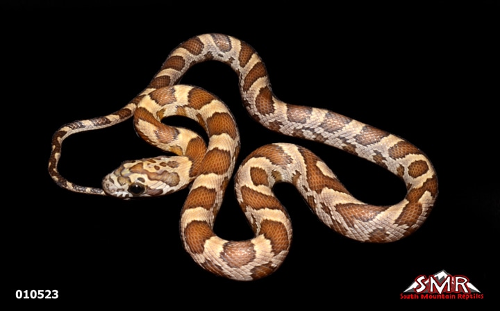 11" ♀ Lemon Corn Snake by South Mountain Reptiles - MorphMarket
