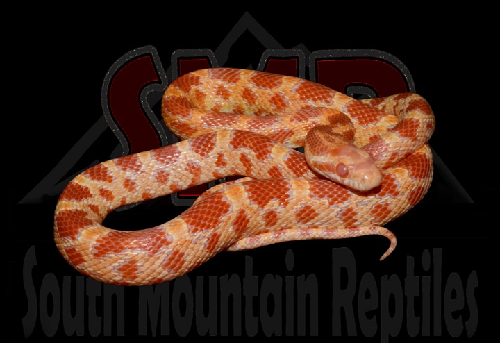 19" ♂ Red Factor Amel Corn Snake by South Mountain Reptiles - MorphMarket