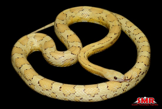 Amber (Hypo Caramel) Corn Snake by South Mountain Reptiles