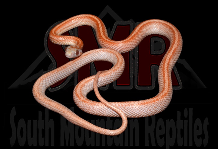 26" ♂ Lava Terrazzo Corn Snake by South Mountain Reptiles - MorphMarket