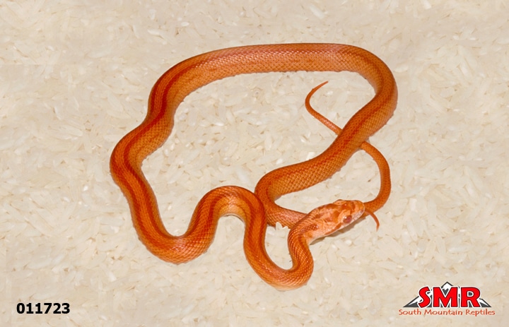 24" ♂ Motley Red Factor Amel Corn Snake by South Mountain Reptiles ...