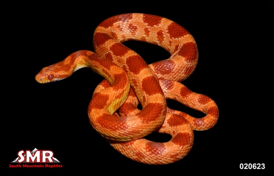 21" ♂ Red Factor Amel Corn Snake by South Mountain Reptiles