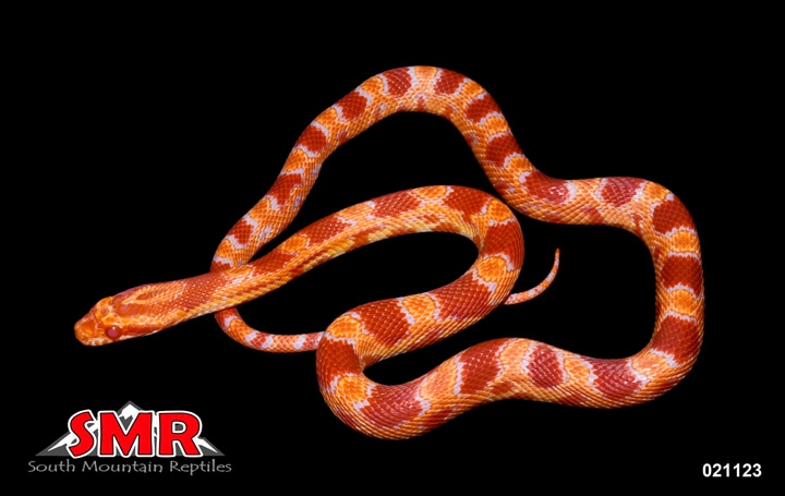 17" ♀ Fluorescent Amel Okeetee Corn Snake by South Mountain Reptiles ...