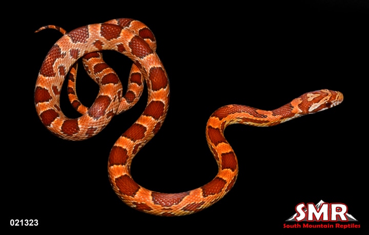 18" ♂ Sunkissed HET Strawberry Corn Snake by South Mountain Reptiles ...