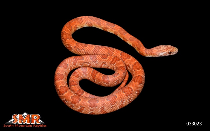 21" ♂ Sunkissed Strawberry Corn Snake by South Mountain Reptiles ...