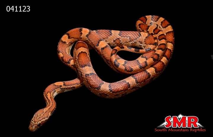 28" ♂ Buckskin Okeetee Corn Snake by South Mountain Reptiles - MorphMarket