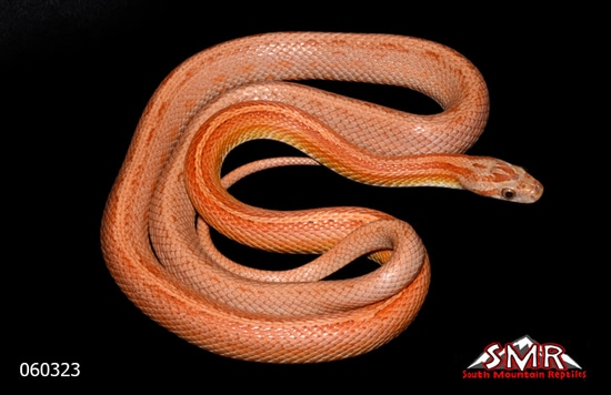 30" ♀ Terrazzo Corn Snake by South Mountain Reptiles