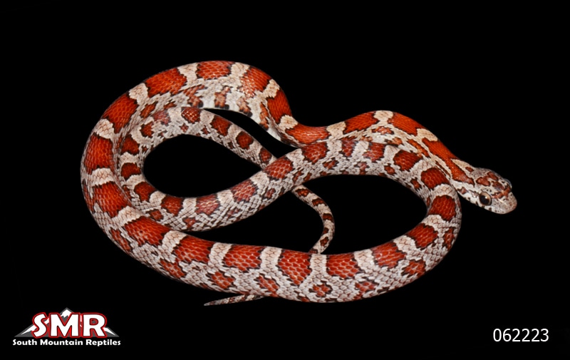 15" ♂ Miami Corn Snake by South Mountain Reptiles - MorphMarket