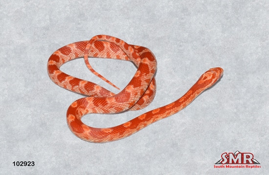 16" ♀ Red Factor Amel Corn Snake by South Mountain Reptiles