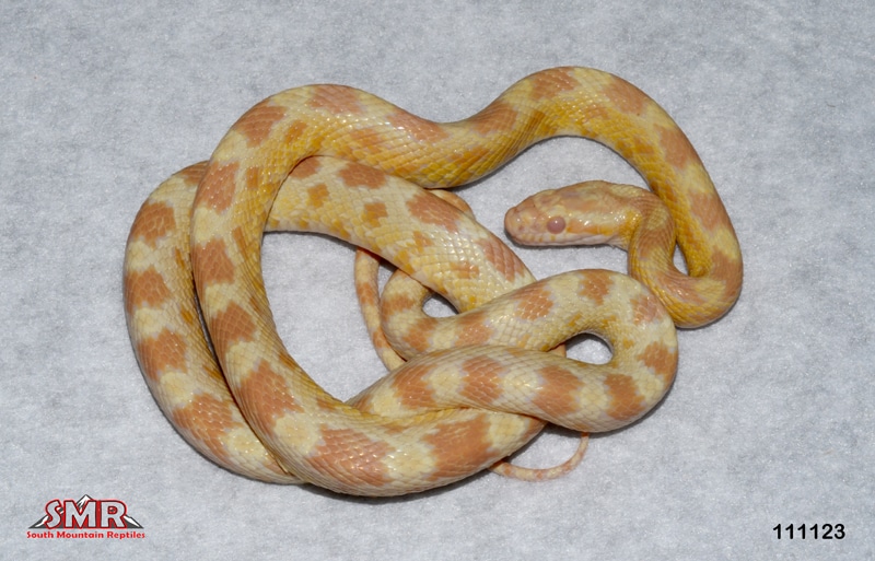 28" ♀ Butter Corn Snake by South Mountain Reptiles - MorphMarket