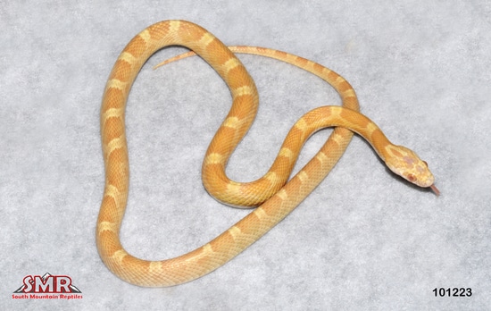 Saffron Motley 21" Corn Snake by South Mountain Reptiles