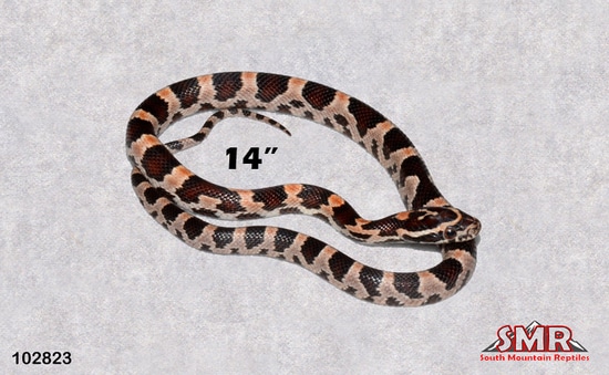 FREE SHIPPING - 14" ♀ Banded Extreme Okeetee Corn Snake by South ...