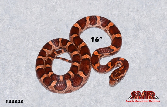 16" ♀ Red Factor Corn Snake by South Mountain Reptiles