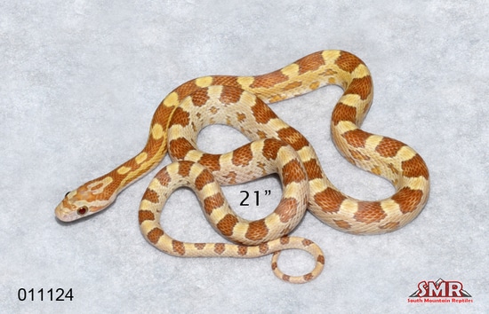 FREE SHIPPING - 17" Amber Corn Snake by South Mountain Reptiles