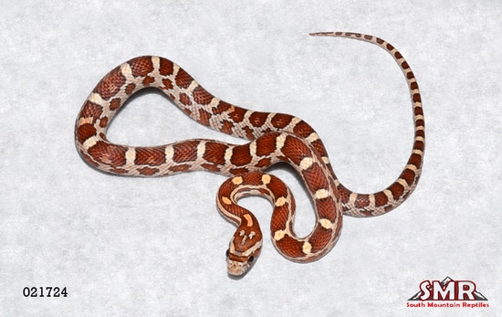 16" ♂ Miami Phase Corn Snake by South Mountain Reptiles
