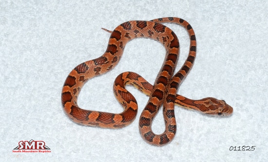 15" ♂ Red Coat Okeetee Corn Snake by South Mountain Reptiles
