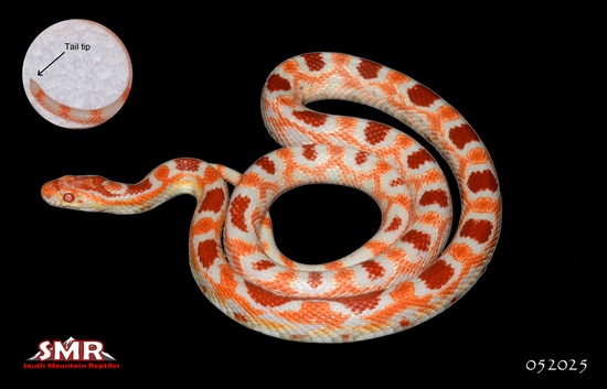 28" ♀ Fluorescent Amel Corn Snake by South Mountain Reptiles