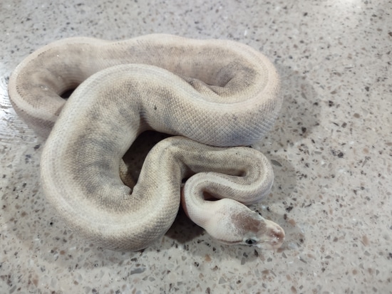 Super Pastel Mojave GHI Ball Python by Falks Balls