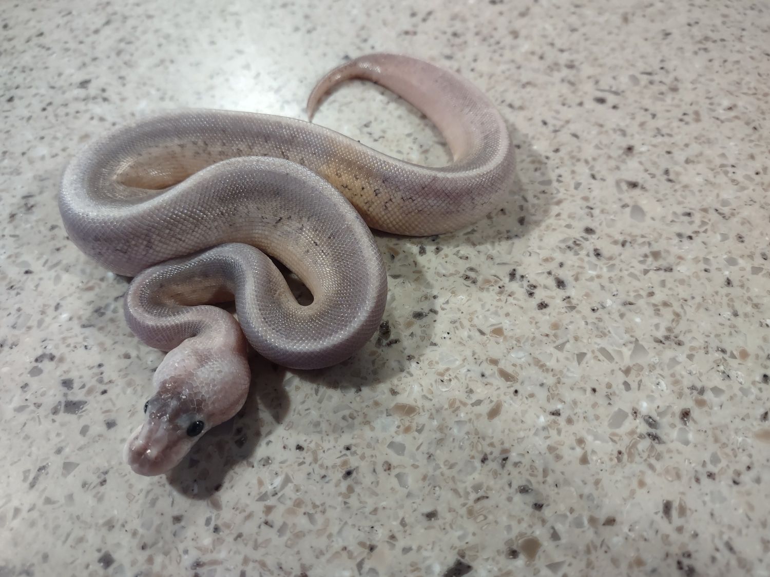 Pastel Cinnamon Mojave Pinstripe Ball Python by Falks Balls - MorphMarket