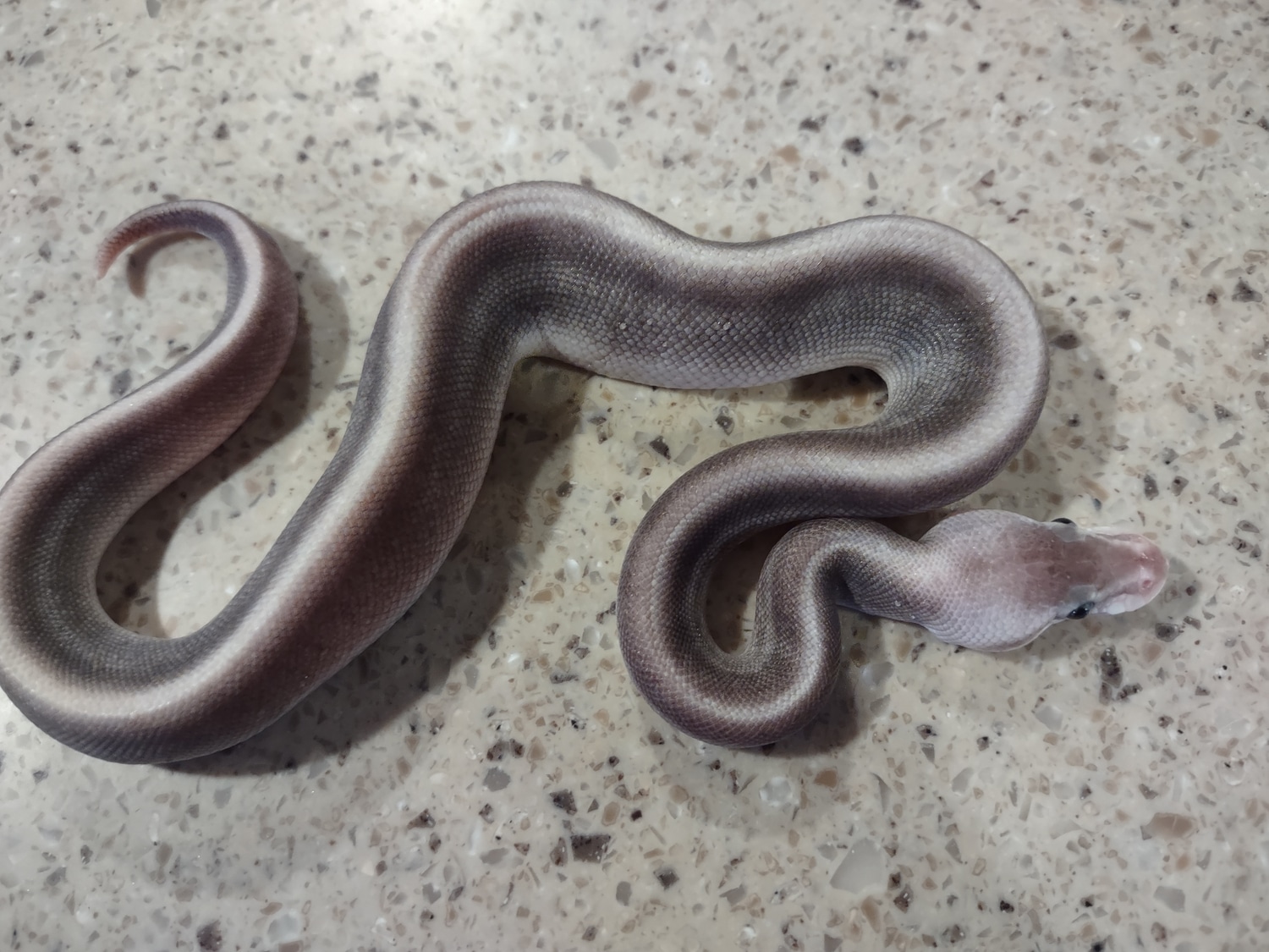 GHI Pastel Cinnamon Pinstripe Ball Python by Falks Balls - MorphMarket