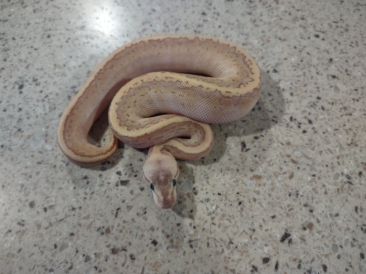 Butter Pastel Pinstripe Ball Python by Falks Balls - MorphMarket