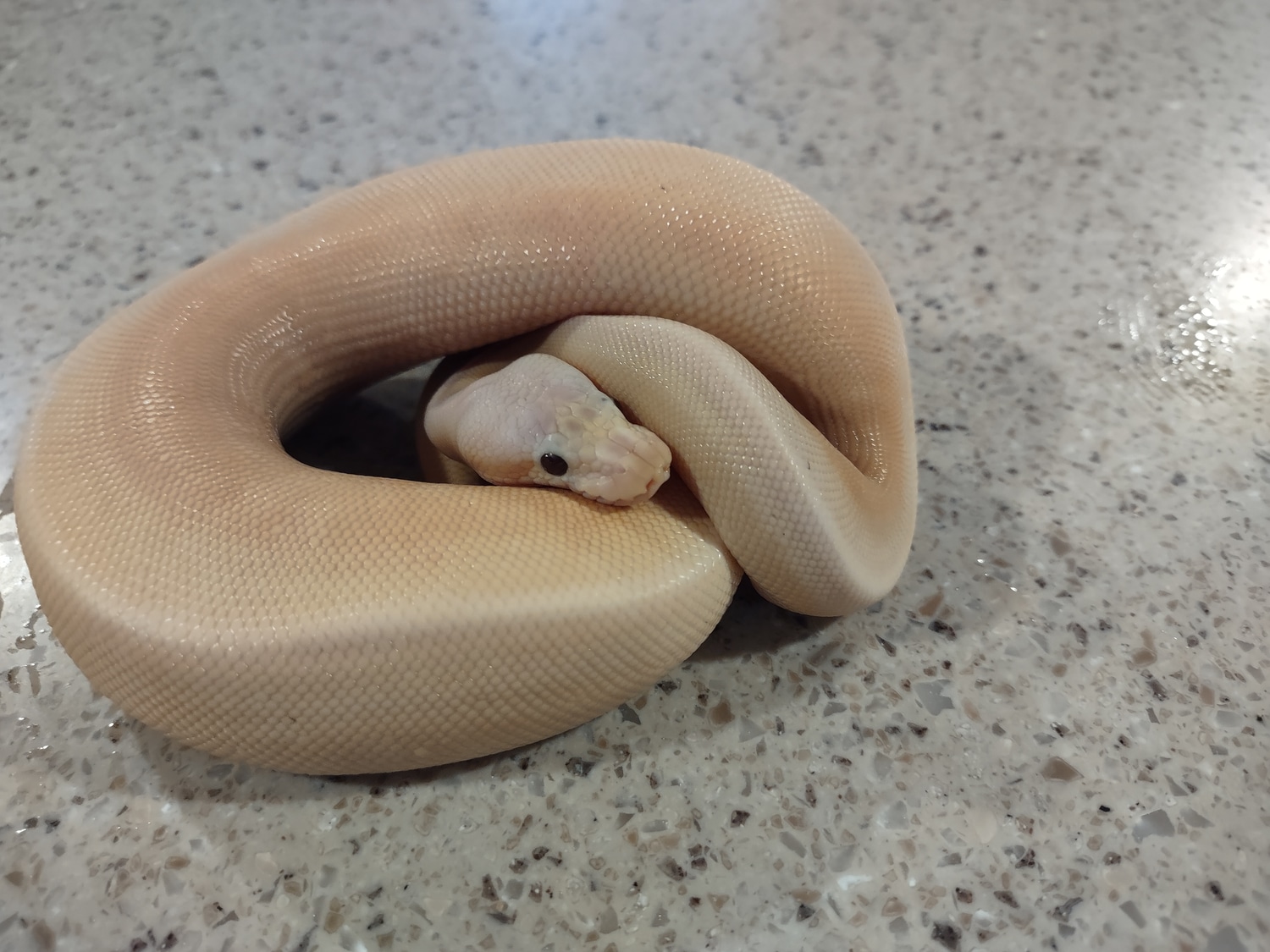 Banana Pastel Cinnamon Pinstripe Ball Python by Falks Balls - MorphMarket