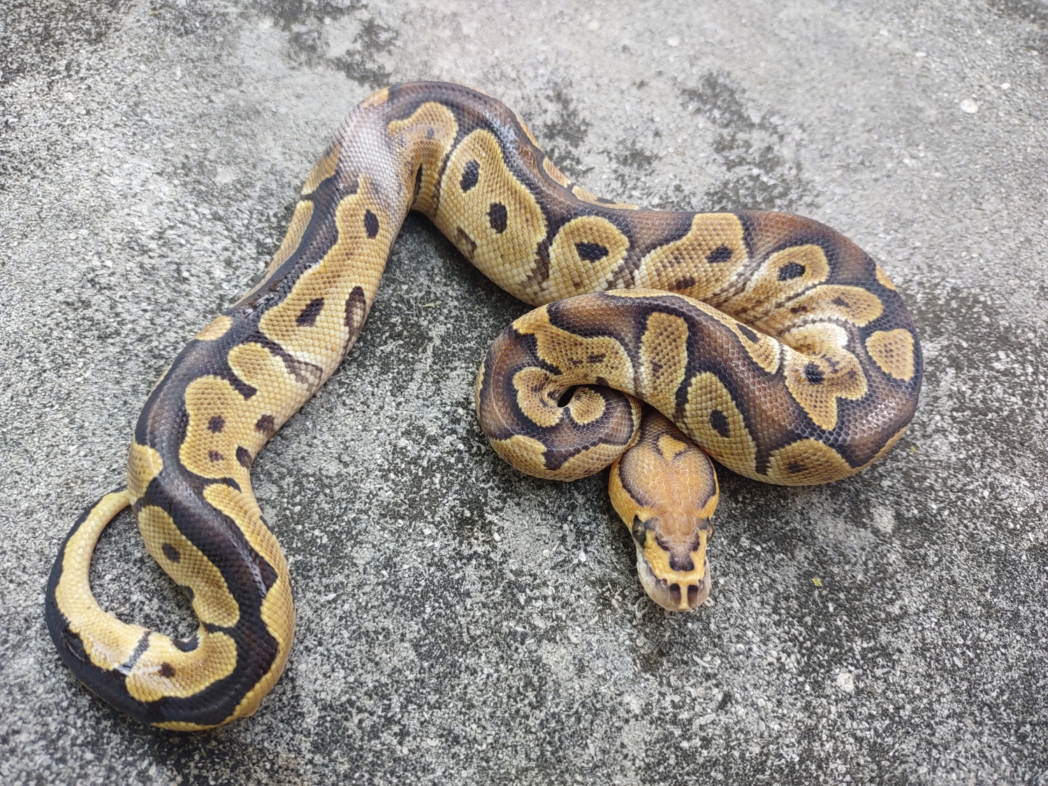 Clown Ball Python by Falks Balls - MorphMarket