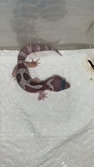 Mack Snow Pos Het Blizzard Het Albino Leopard Gecko by Carter’s ...