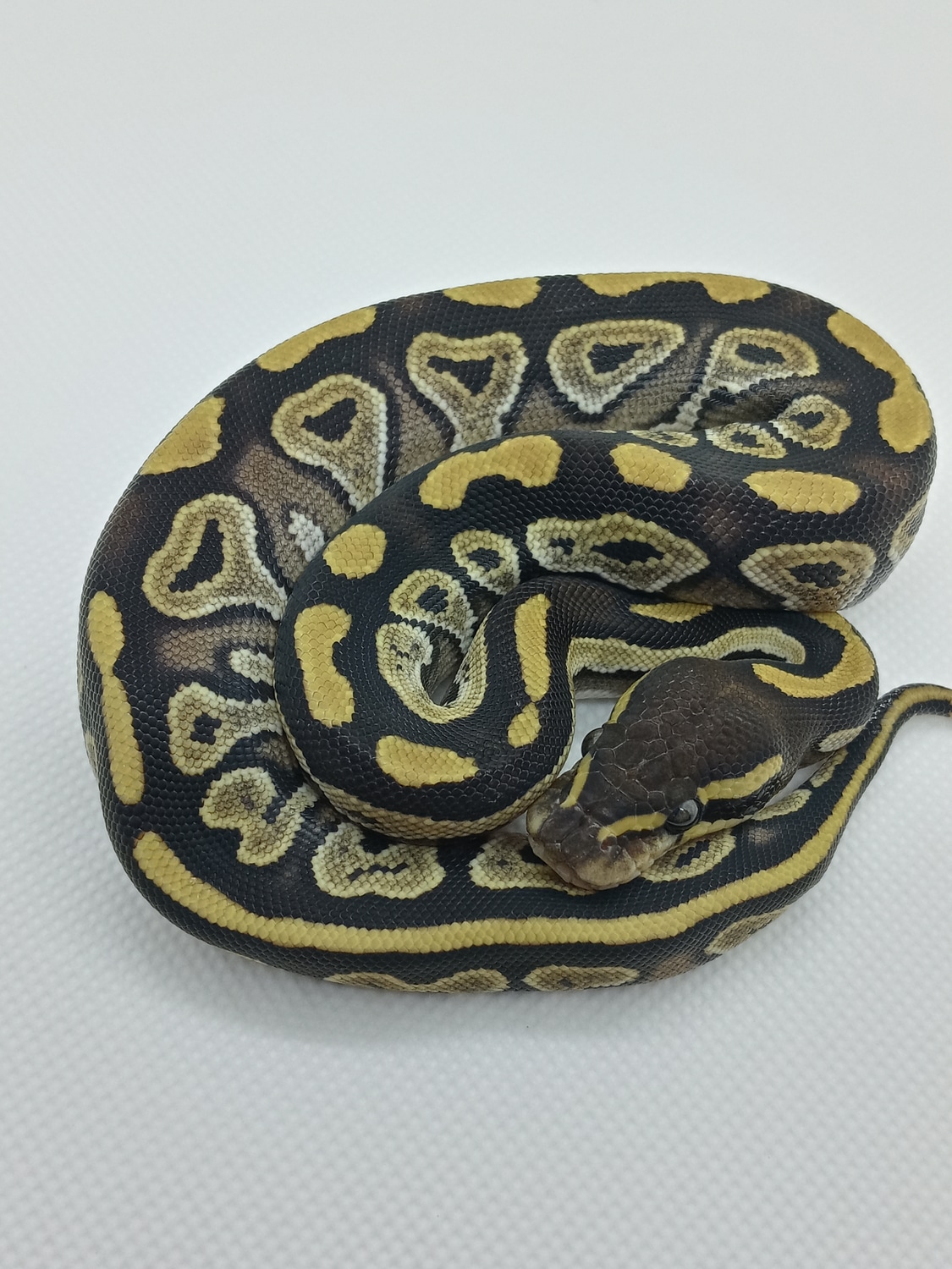 Mojave Ball Python by Right Side Reptiles - MorphMarket